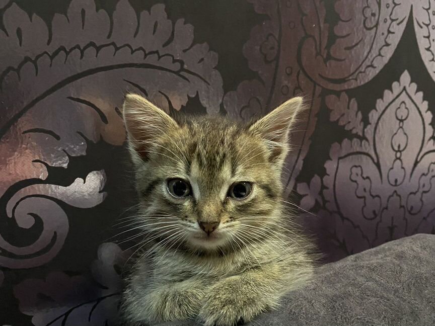 Милый котёнок в любящую семью