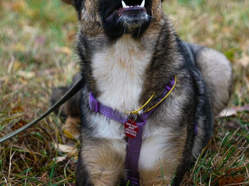 Веснушка. Очаровательная нежная ищет дом