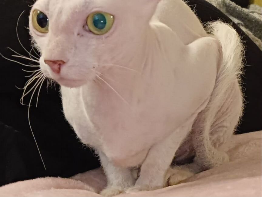 Кошки породистые