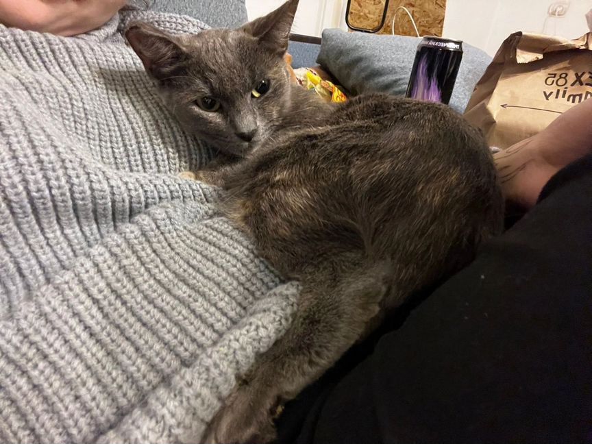 Кошка