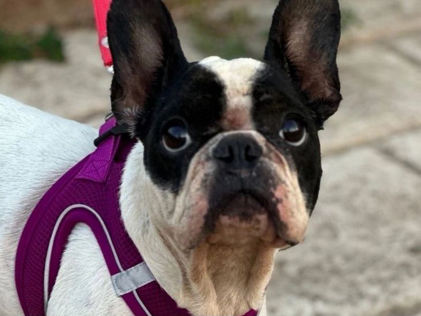 Французский бульдог Презентия