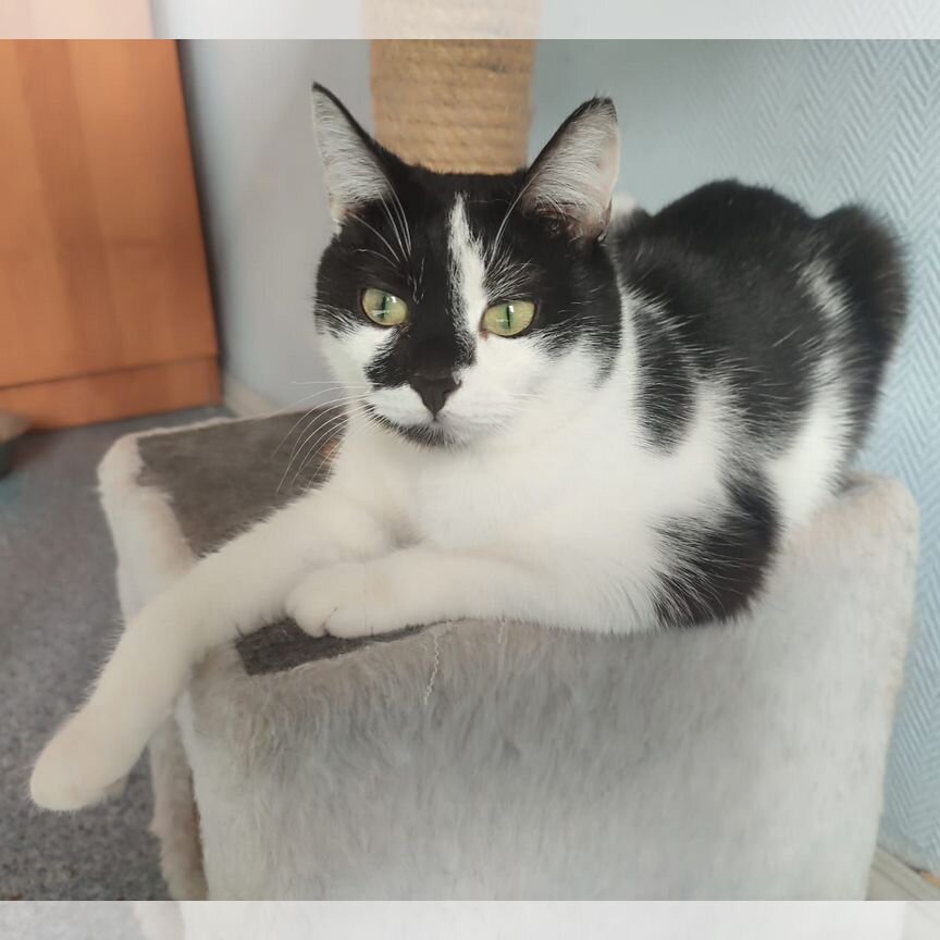 Красавица с необычным окрасом