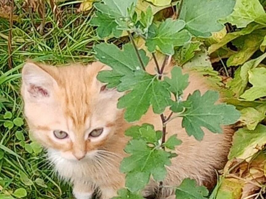 Котёнок в добрые руки