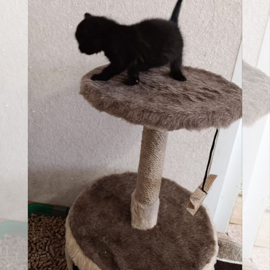 Котенок девочка