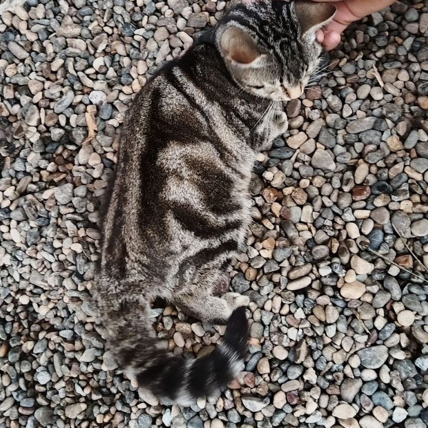 Кошечка в добрые руки