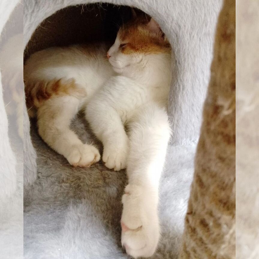 Плюшевый рыжик котик