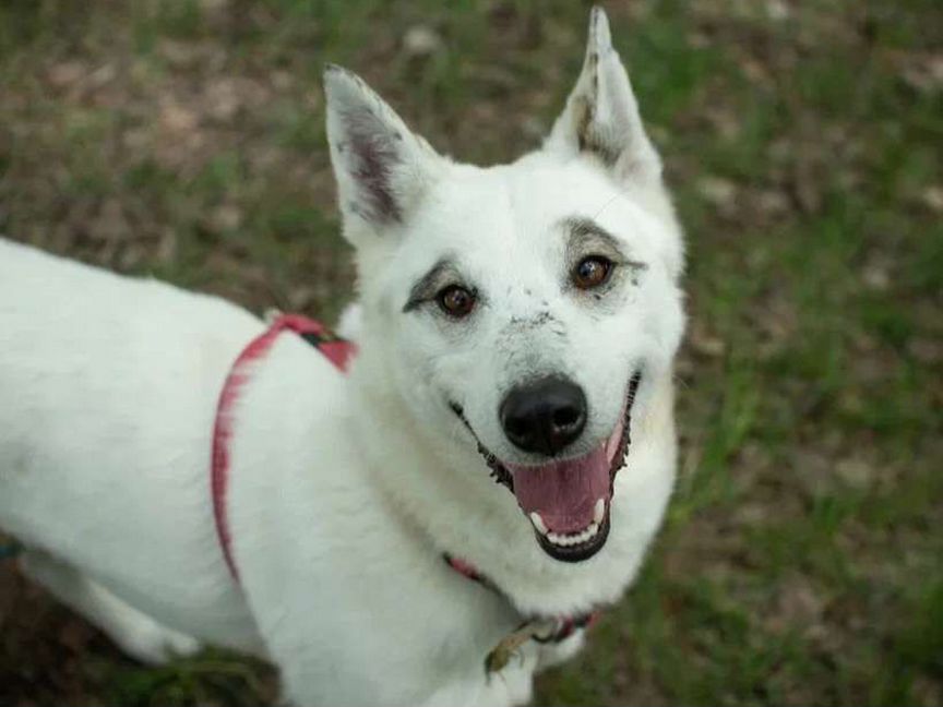 Пристраивается нежная Сюзанна