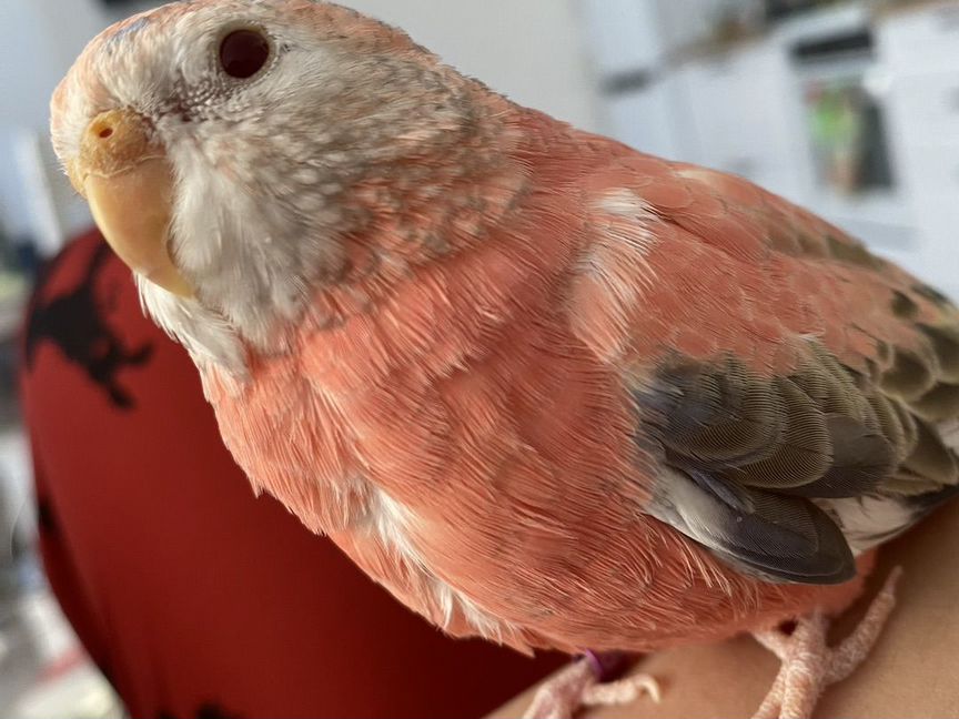 Попугай боурка