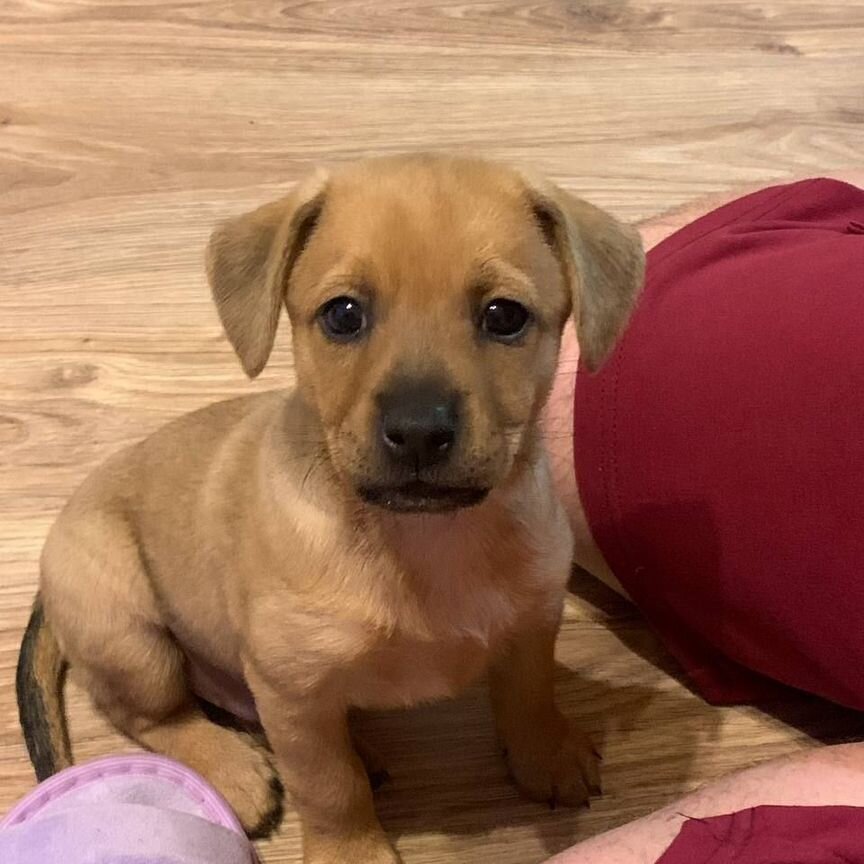 Щенок в добрые руки мальчик