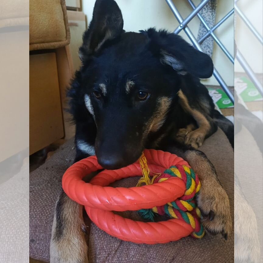 Ищем лучшего друга