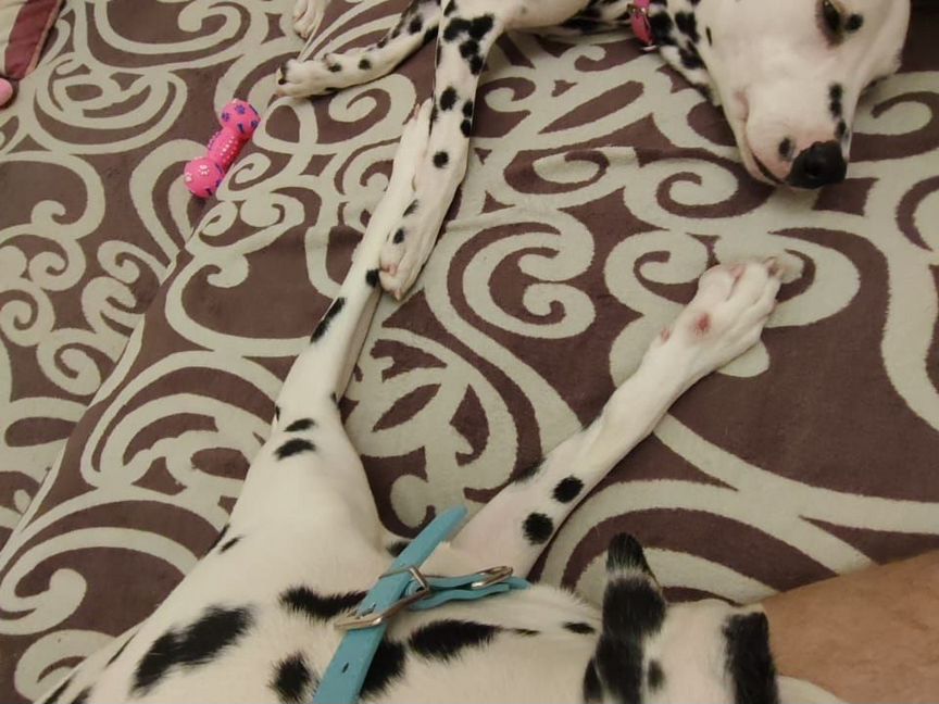 Отдам долматина