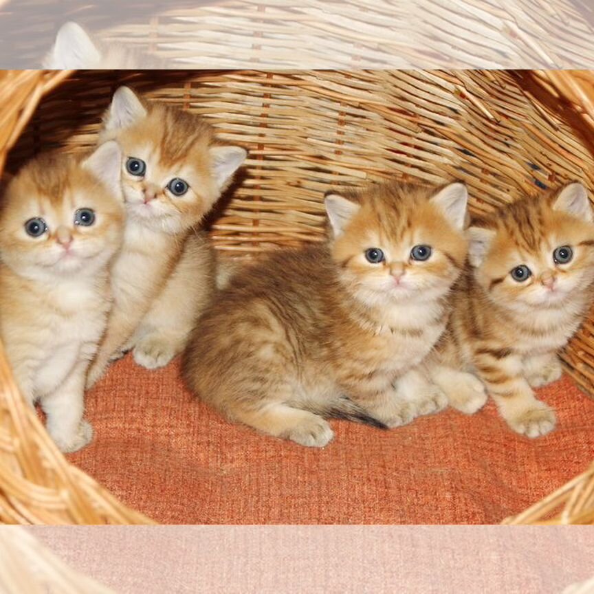 Британский короткошёрстный котёнок