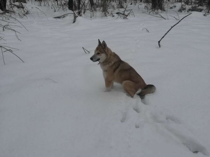 Собака