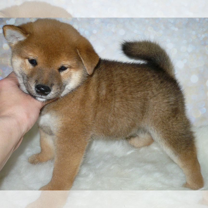 Щенки сиба шиба ину мальчик с родословной