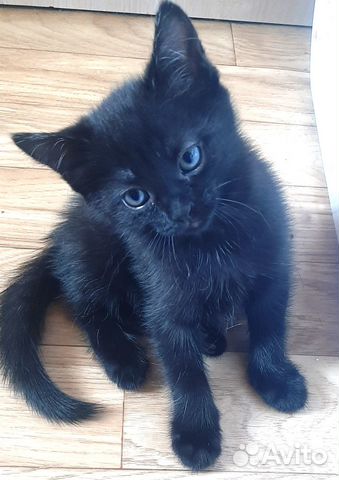Котята в добрые руки бесплатно