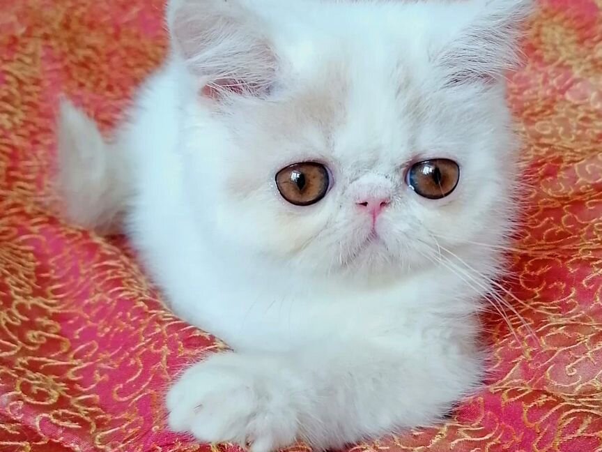 Экзотическая короткошерстная