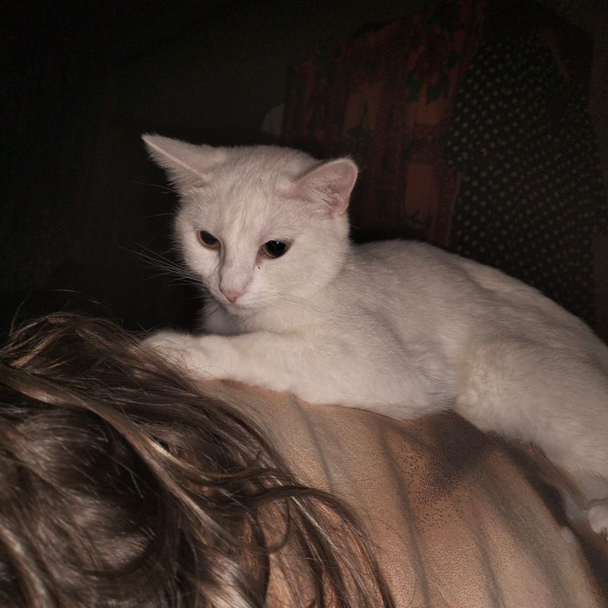 Кошка снежа белая