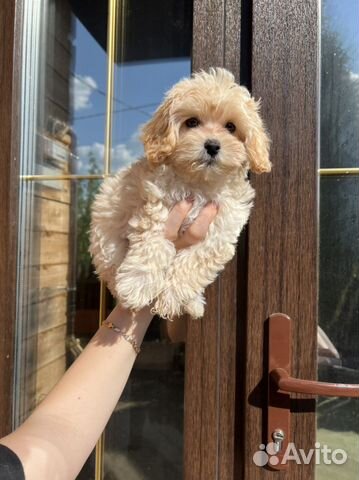 Мальтипу ф1 девочка нежный бежевый ваниль