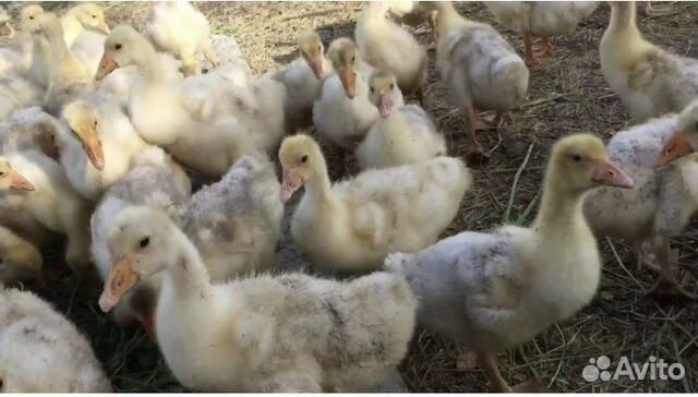 Гусята мясячные