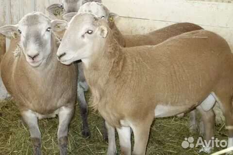 Продам барана и овечек