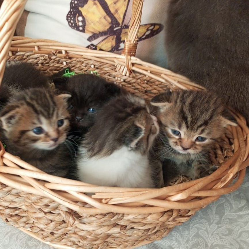 Шотландский вислоухий короткошёрстный котёнок