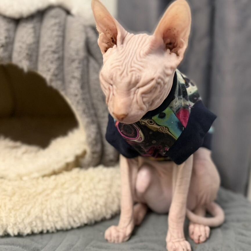 Канадский сфинкс котёнок