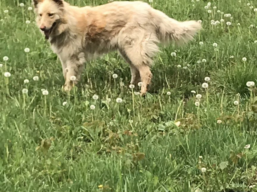 Собака в добрые руки отдам,стерилизованная