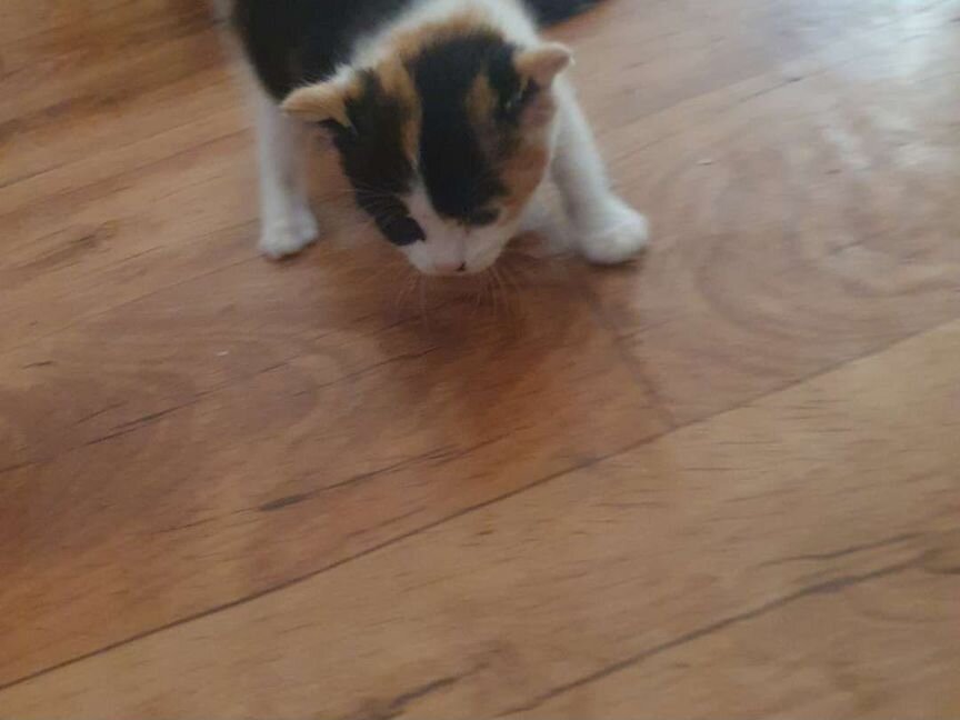 Котёнок 3х цветный бесплатно