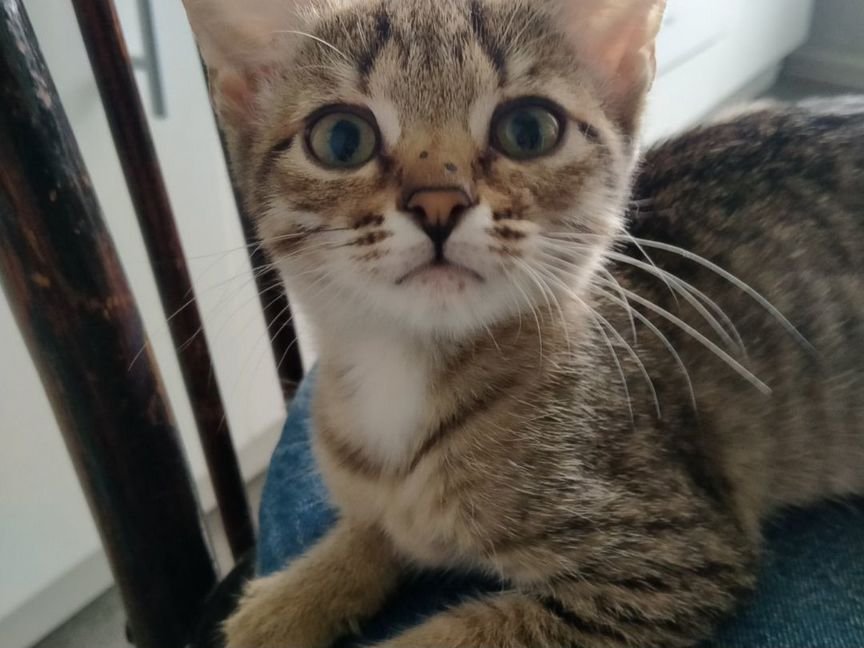 Красавица Ариша