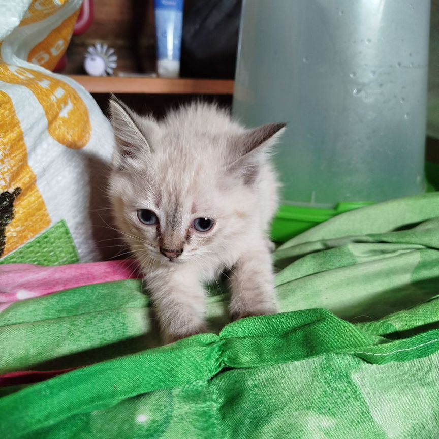 Отдам котят в добрые руки