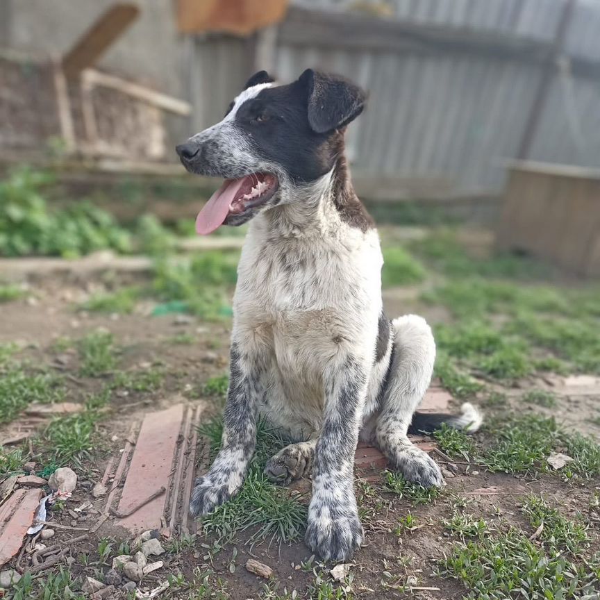 Возможно помесь курцхара