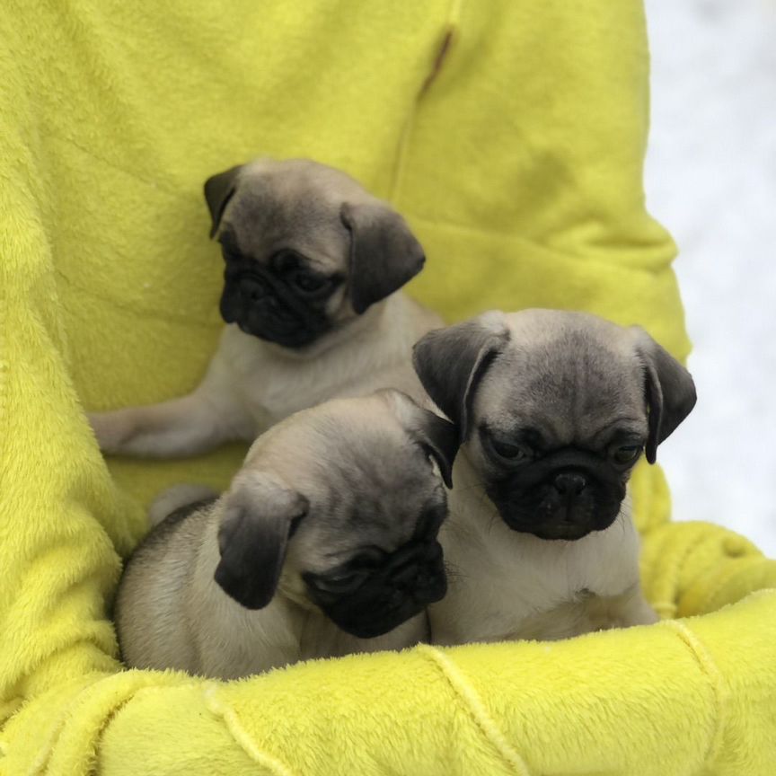 Мопсятушки