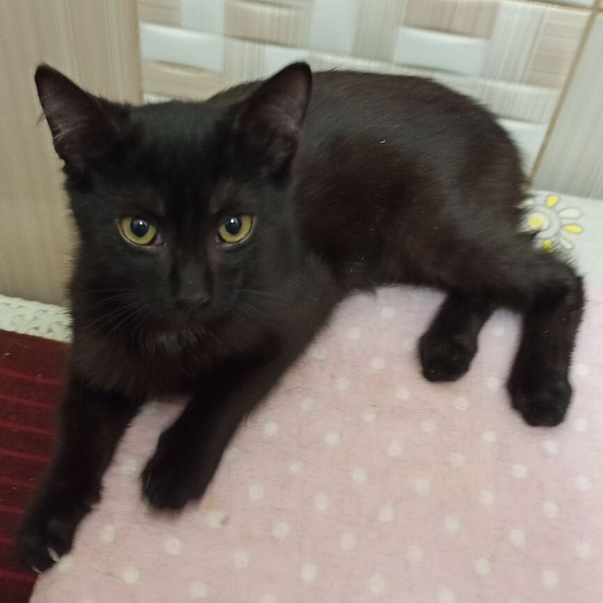 Котик чёрный 4 месяца
