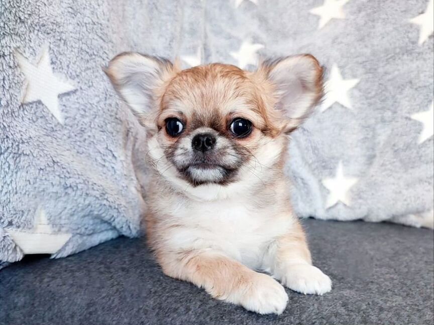 Золотой мальчик