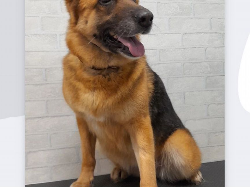 Овчарка в ответственные руки