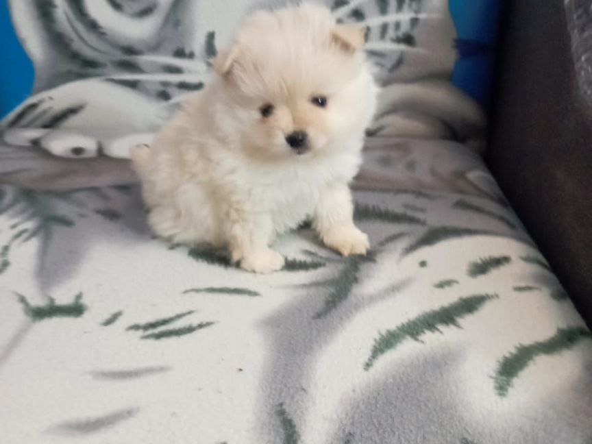 Шпиц читайте внимательно описание