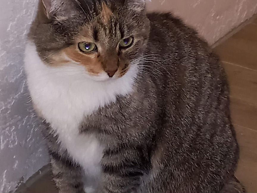 Кошка