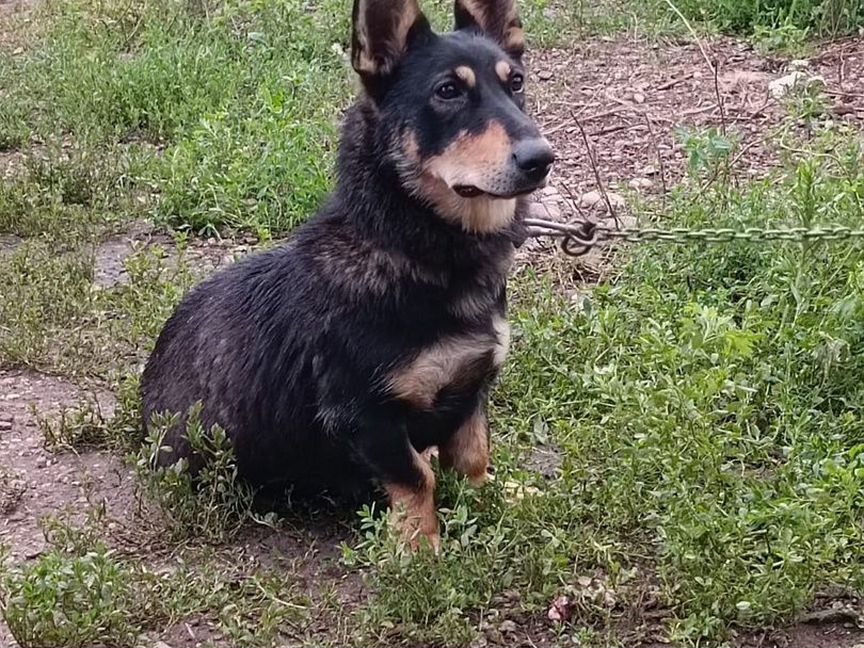 Стерилизованная собака