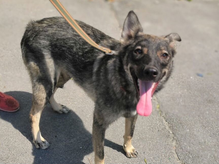 Собака в добрые руки отдам бесплатно