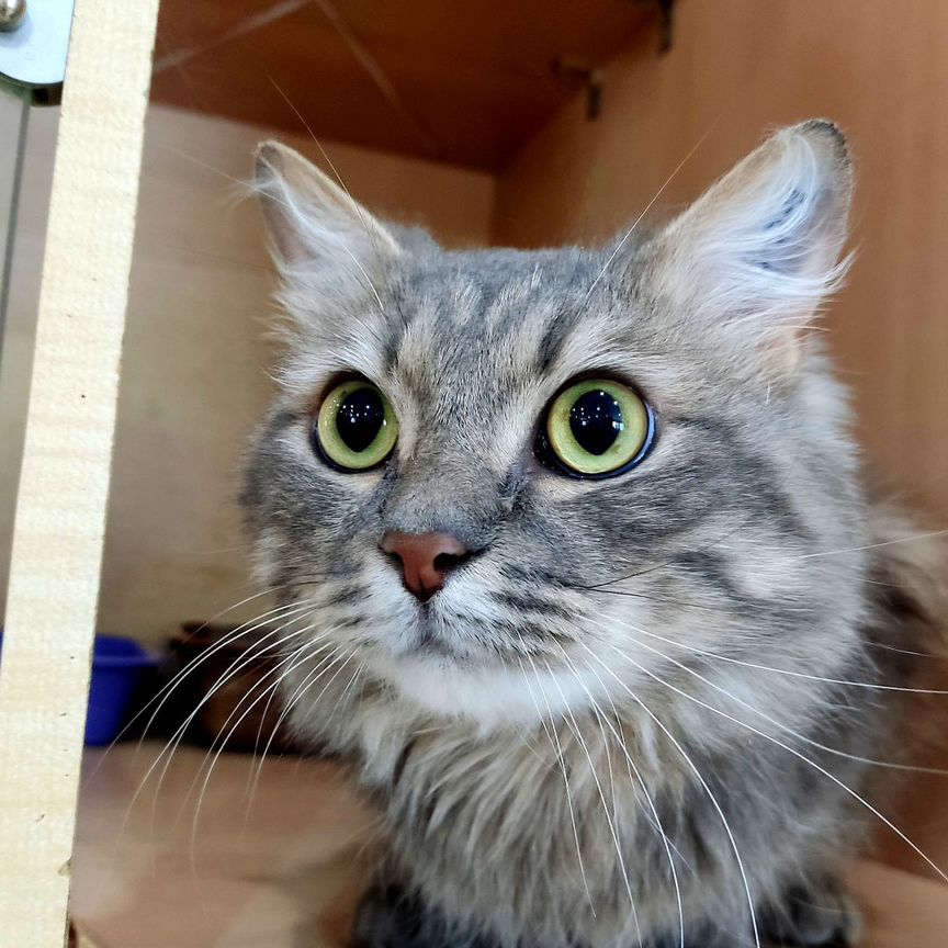 Дружелюбный пушистый парень