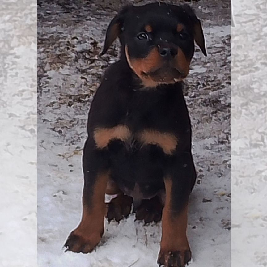 Ротвейлер, щенок