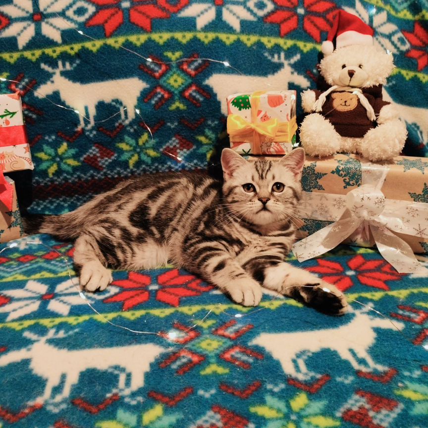 Шотландский котёнок