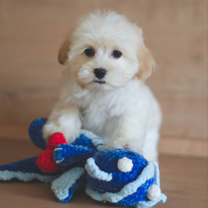 Мальтипу ф1 Екатеринбург