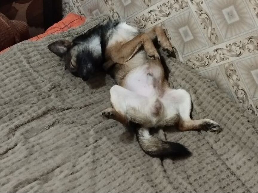 Потерялась собака, пермь ул рабочий поселок