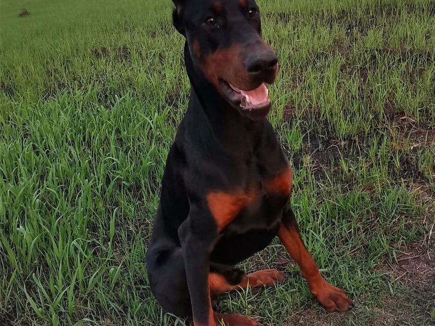 Доберман кабель на вязку