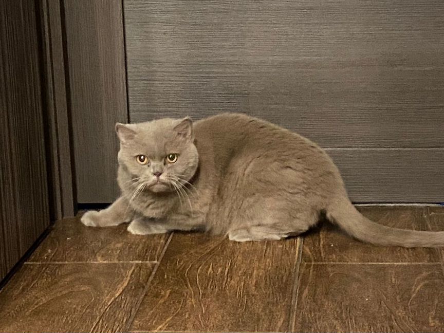 Британская кошка бесплатно