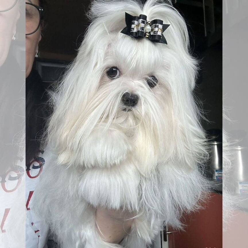 Мальтийская болонка, щенок