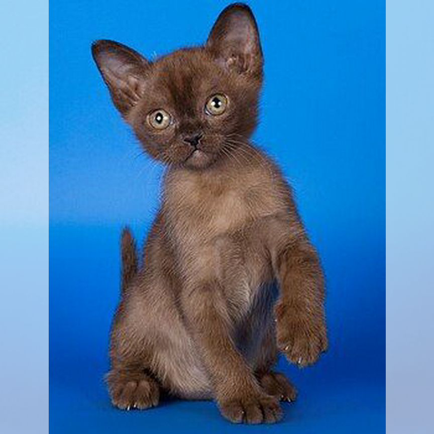 Американская бурма котята