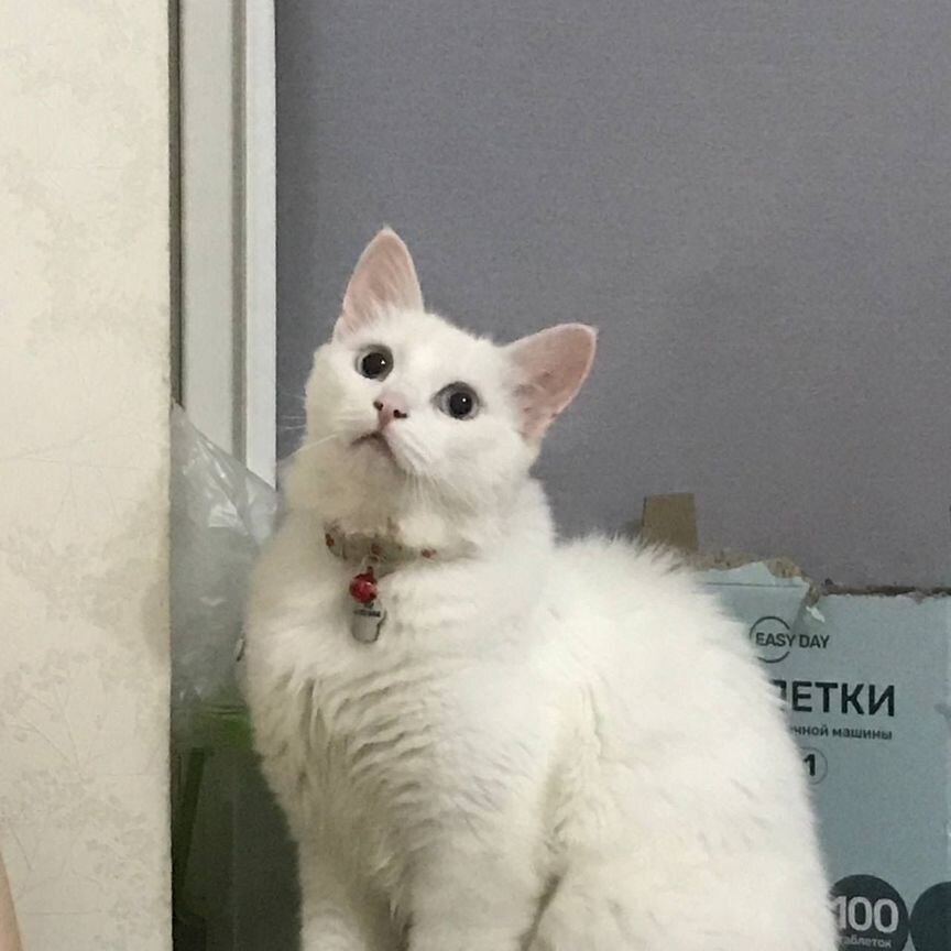 Кот турецкая ангора