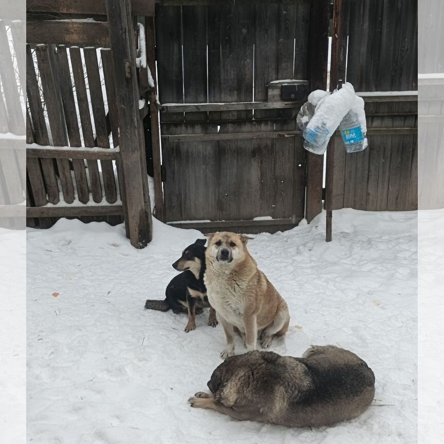 Взрослый пёс в добрые руки